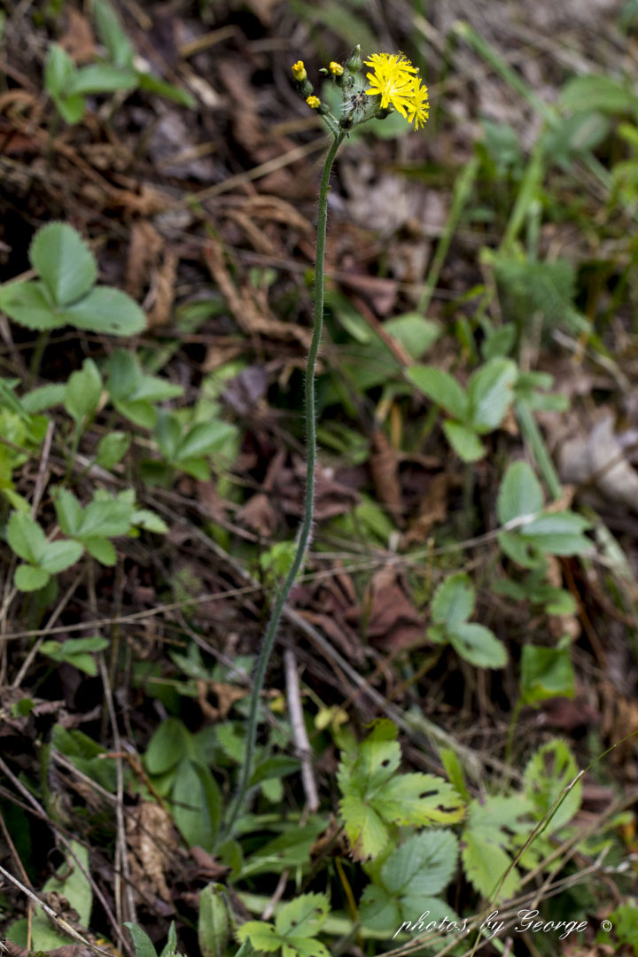 "What's Blooming Now" : Field Hawkweed, King Devil (Hieracium caespitosum)
