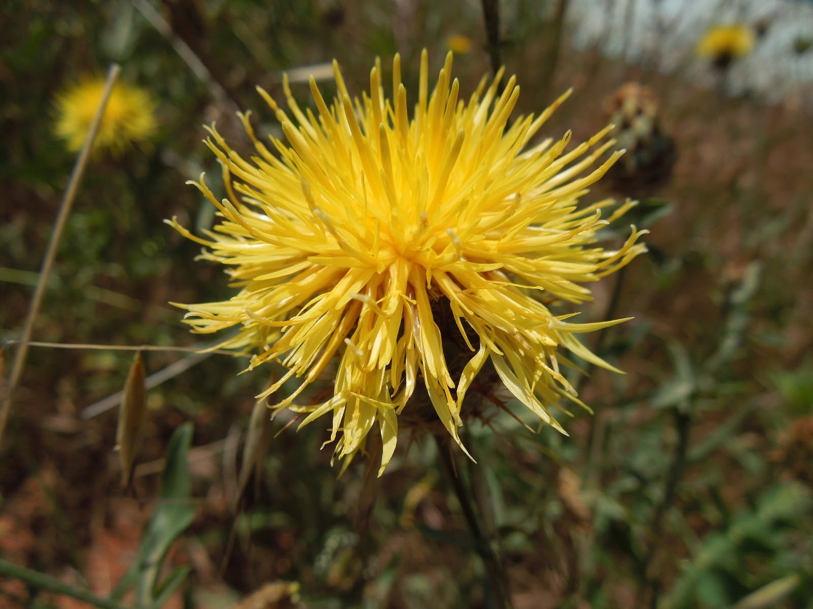 CARDASOL - BOTÀNIC SERRAT
