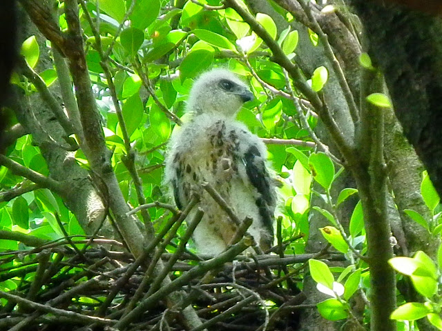 Bird Watching in Taiwan: Crested Goshawk, baby birds, 6/23/2012