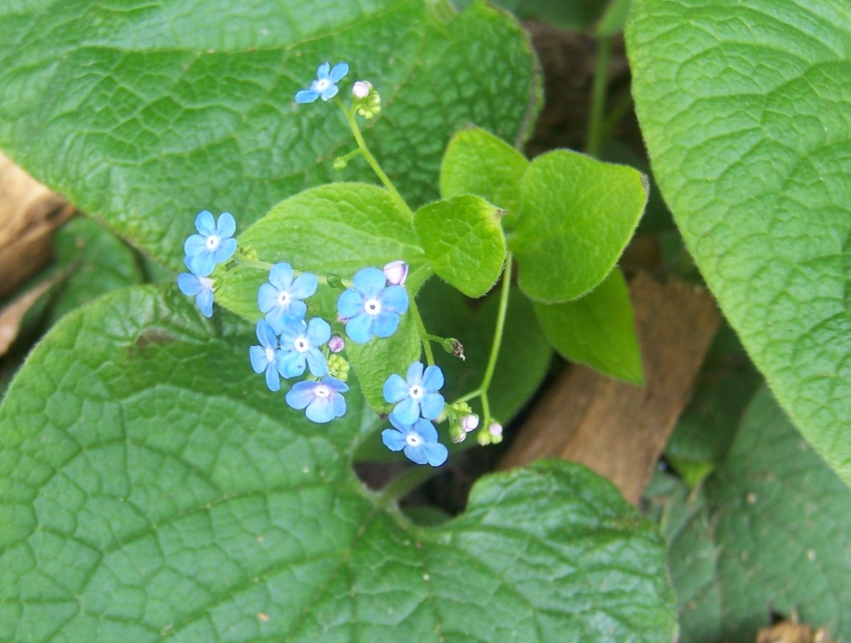 The 2 Minute Gardener: Photo - Brunnera (Brunnera macrophylla)