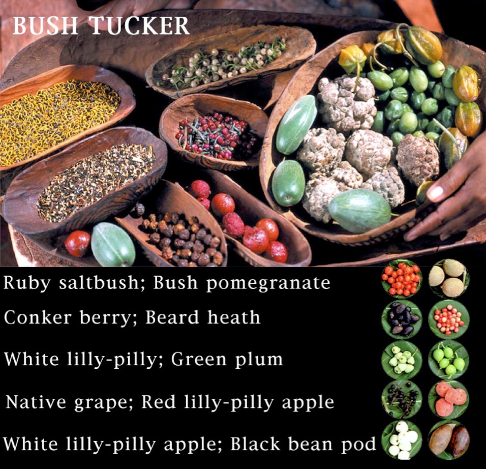 Intelliblog: BUSH TUCKER