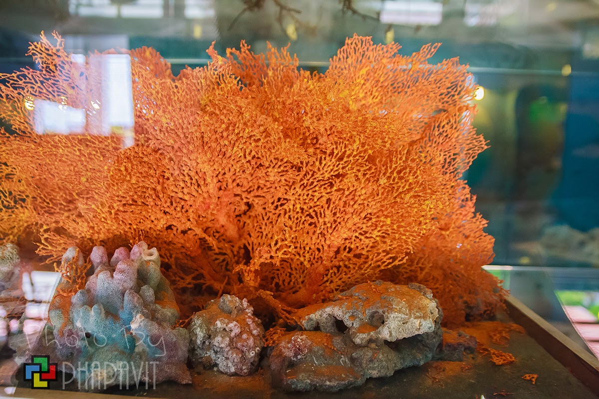 ปลาหมอทะเลยักษ์ พิพิธภัณฑ์สัตว์น้ำบางแสน - ที่เที่ยวบล็อก