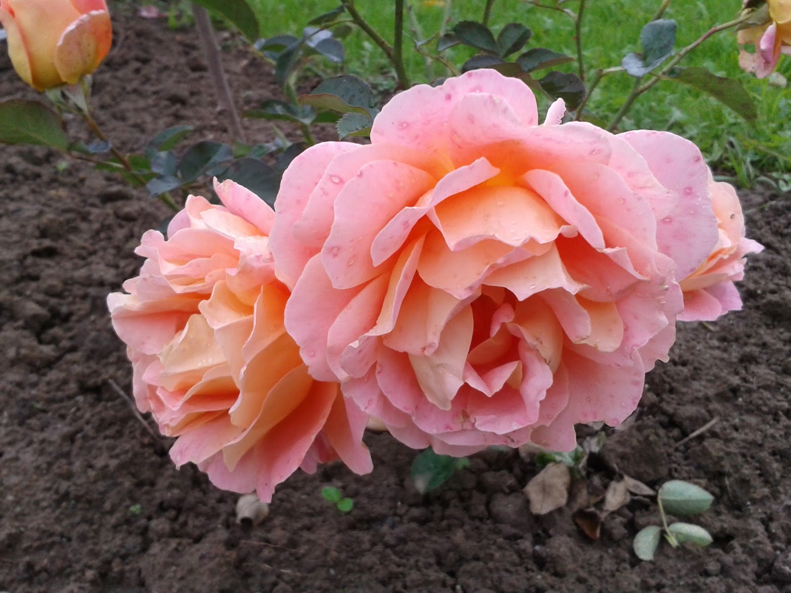 Ranczo Elma: Róża (Rosa) Alpine Sunset