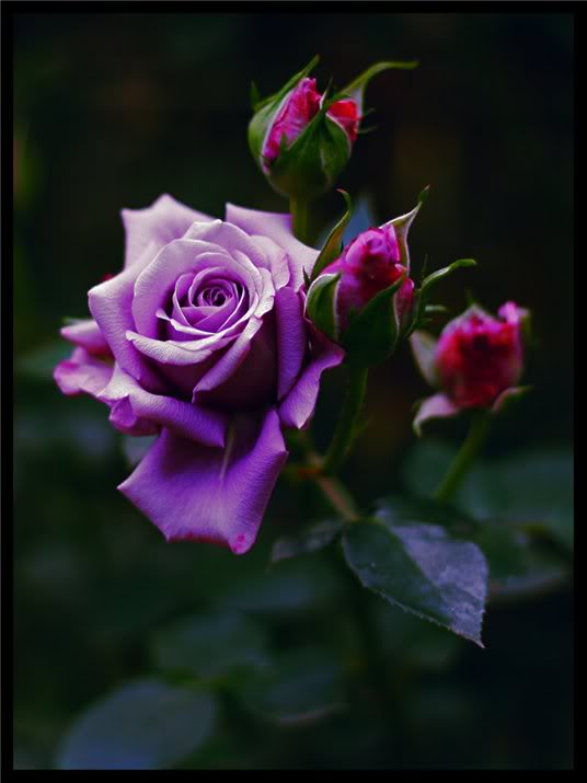 Farfalla Dreams: Purple Rose