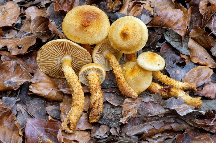 Cortinarius humicola (Quél.) Maire • CEMAS Orden Agaricales, Basidiomycota