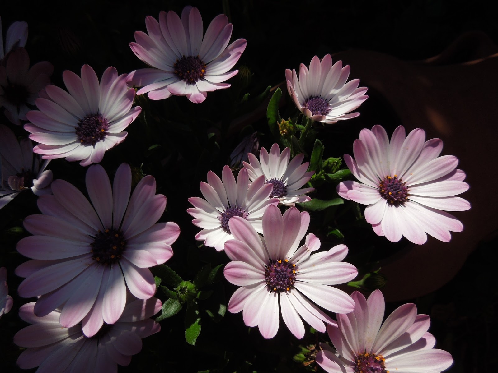 MARGARITA AFRICANA - BOTÀNIC SERRAT