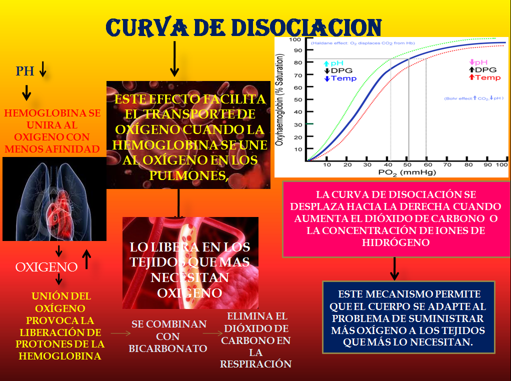 FISIOLOGIA: CURVA DE DISOCIACION