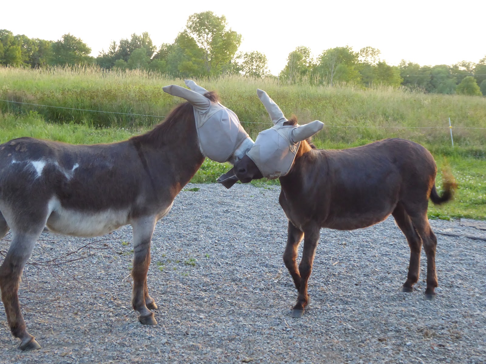 The Dancing Donkey: The Magic Hour