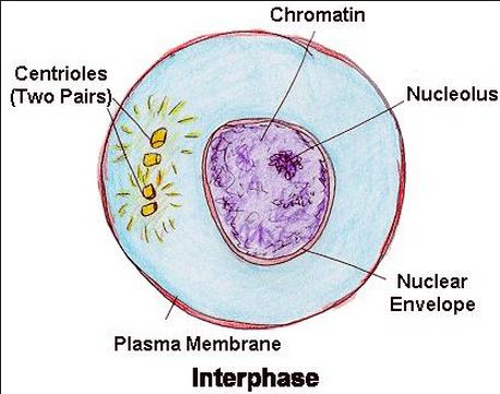 Interphase |Genetic Engineering Info