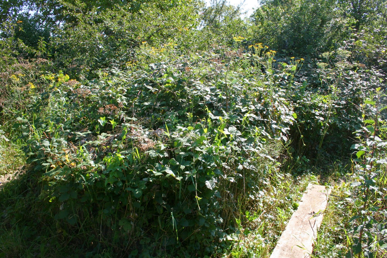 Cultiver avec les Ronces.