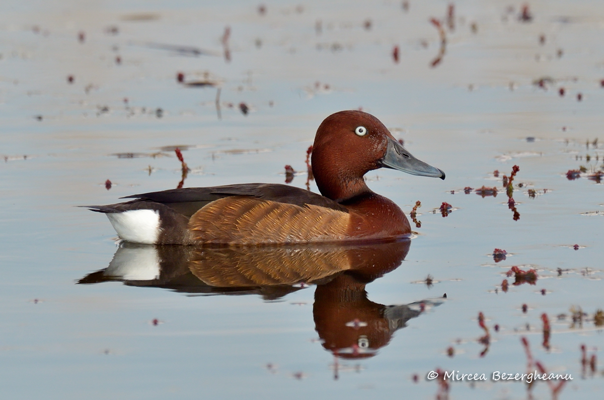 Sa vorbim despre Rațe