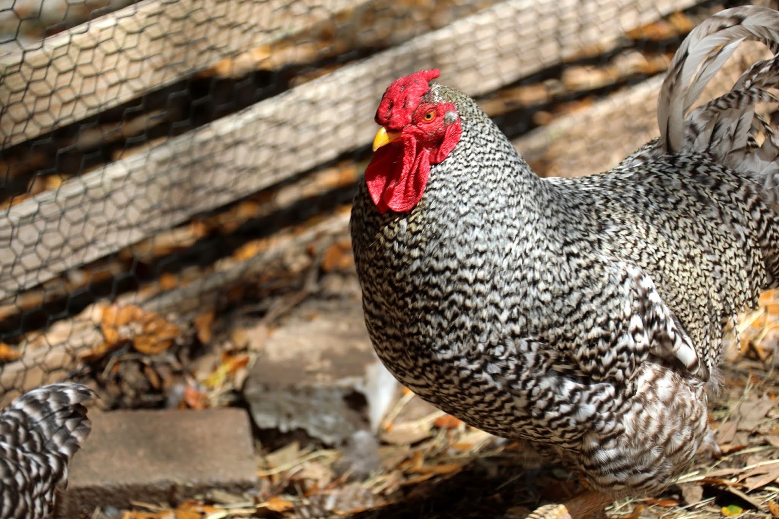 My Kampah: 4/11/19 GreenBrook Garden