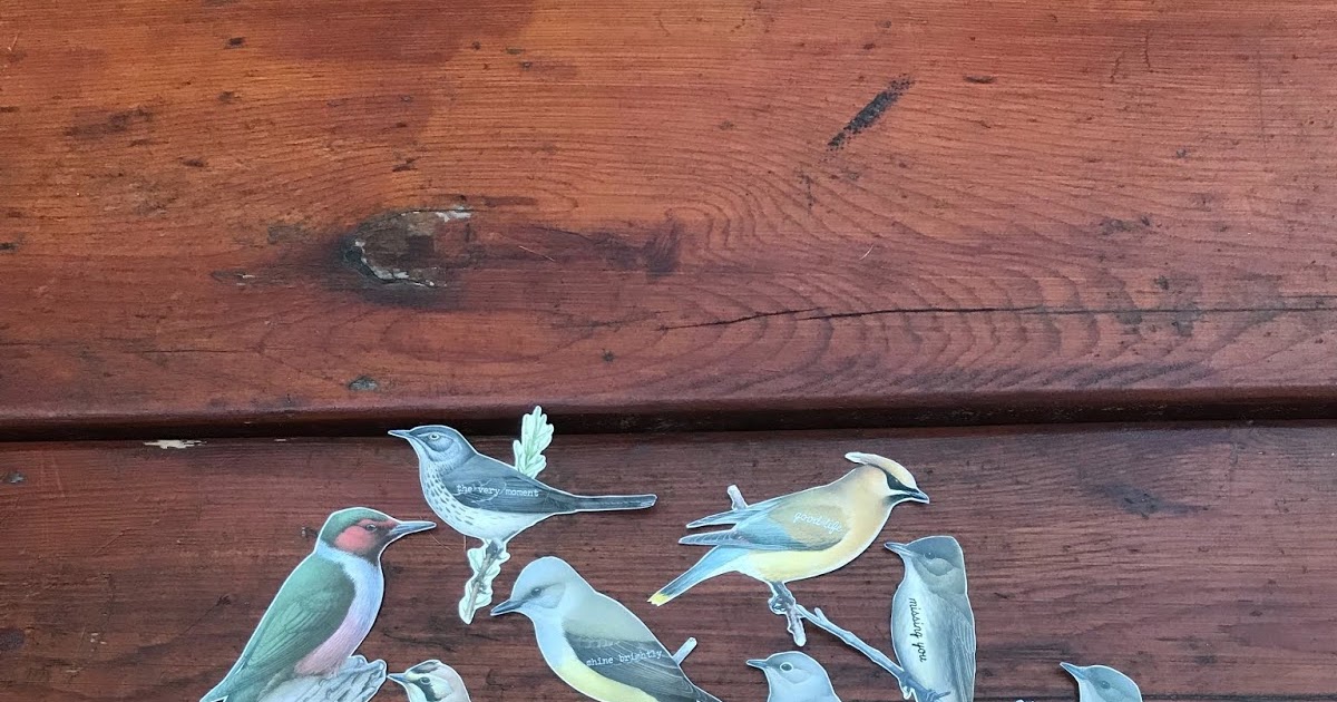 Birds project - Part 1