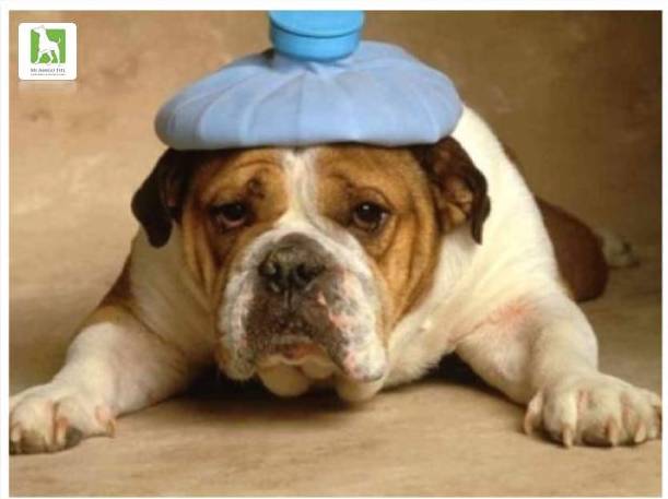 Clinica Veterinaria Kerry Blue: Tos De Las Perreras, un catarro muy ...