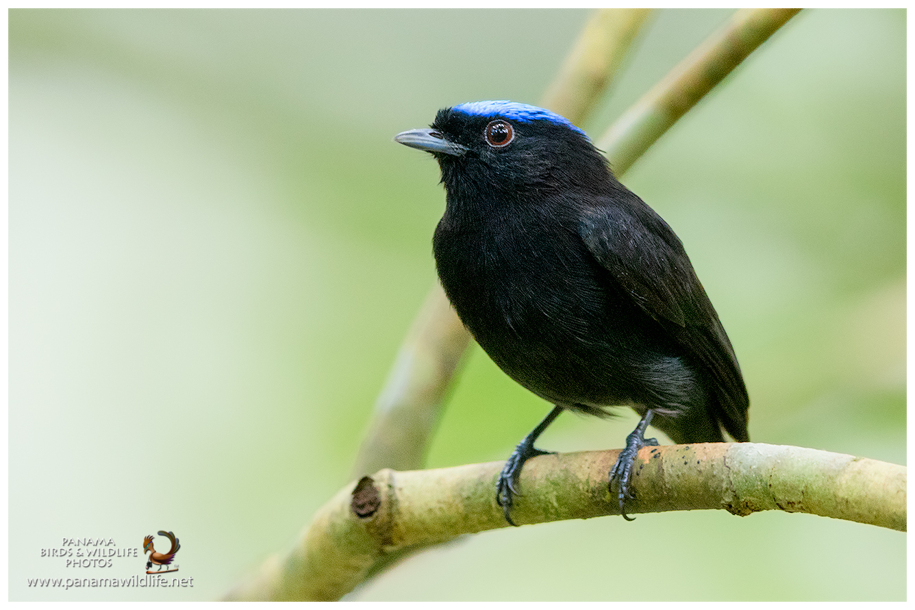 Featured Species: Blue-crowned Manakin (Lepidothrix coronata)