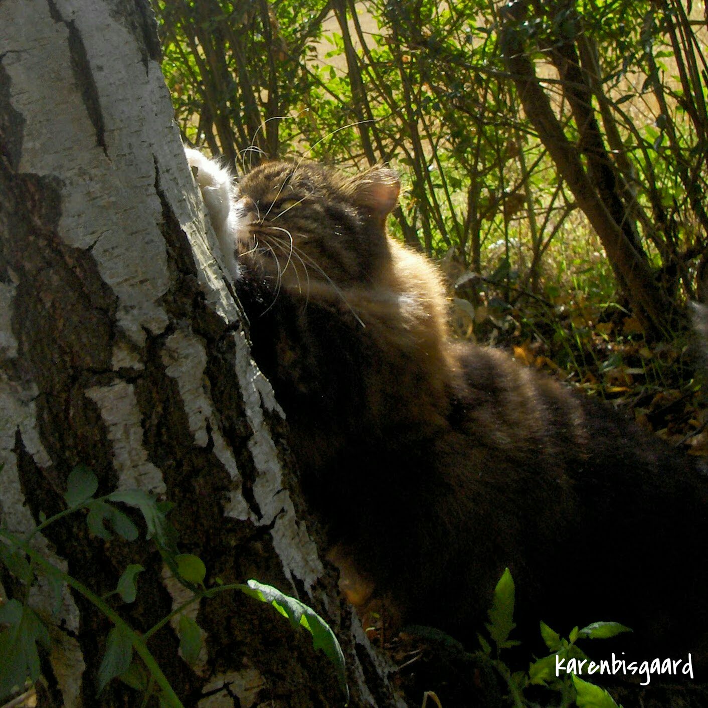 Karen`s Nature Photography: Cat Sharpening Claws on Birchtree.