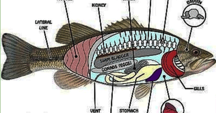 Sistem Pencernaan Vertebrata Pencernaan Ikan - Biologisites
