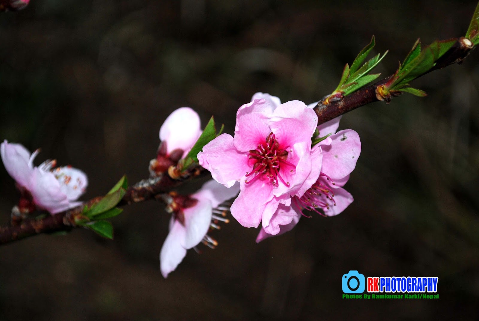 Beautiful peach Flower In Nepal ~ RK PHOTOGRAPHY