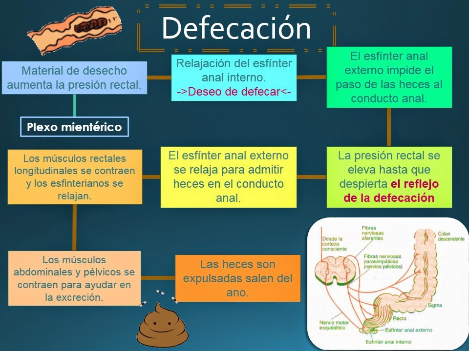 FISIOLOGÍA MÉDICA - MELISSA GUADALUPE ROMERO OJEDA: Reflejo de la ...