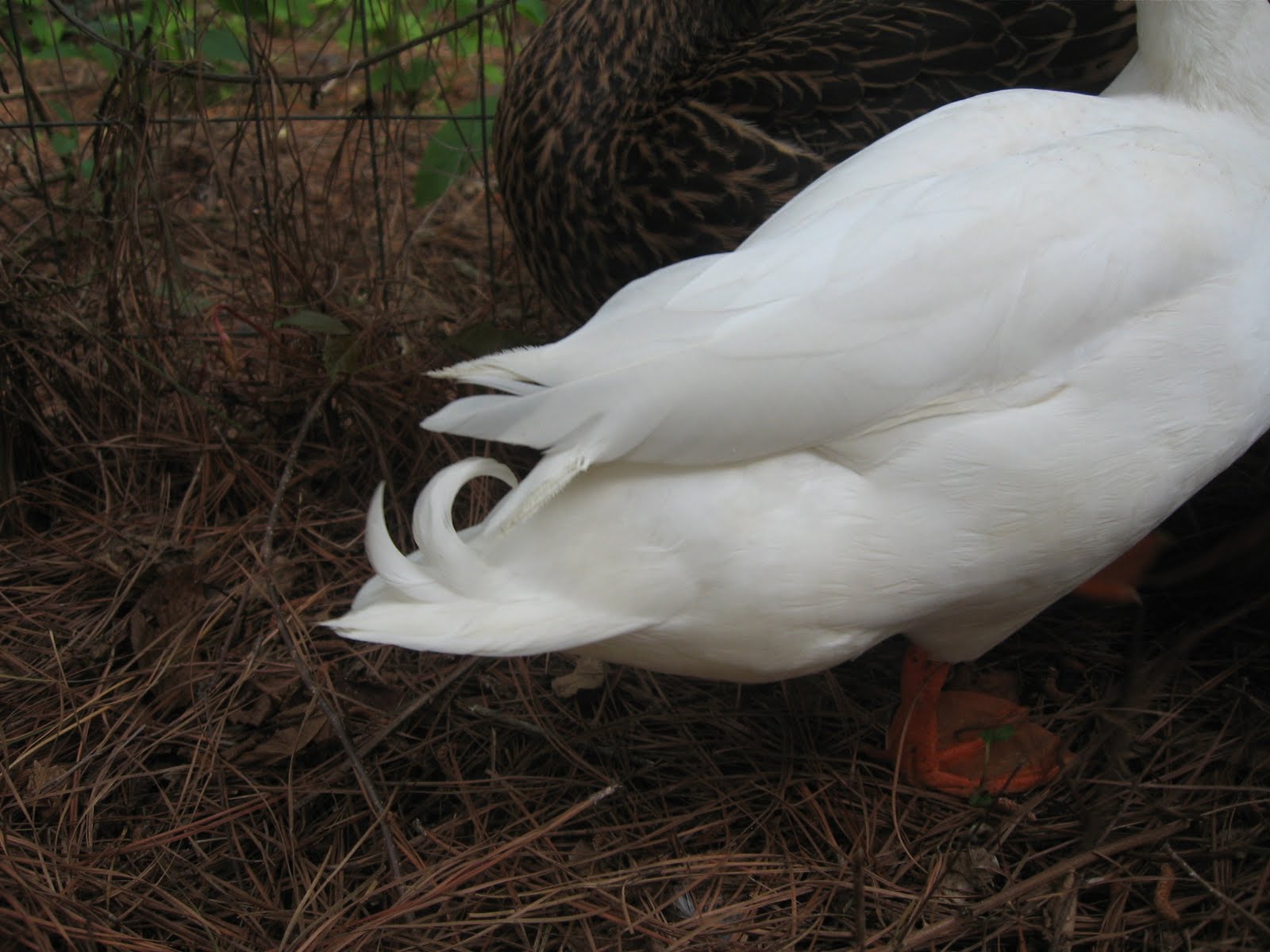 Clover: `Ducks' Ditty.'