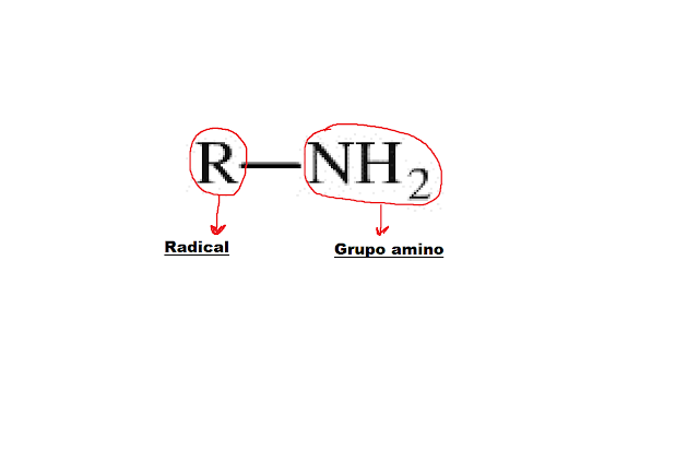 Aprendamos sobre... Aminas y Amidas: Tipos de Aminas