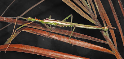 BunyipCo: March 2012