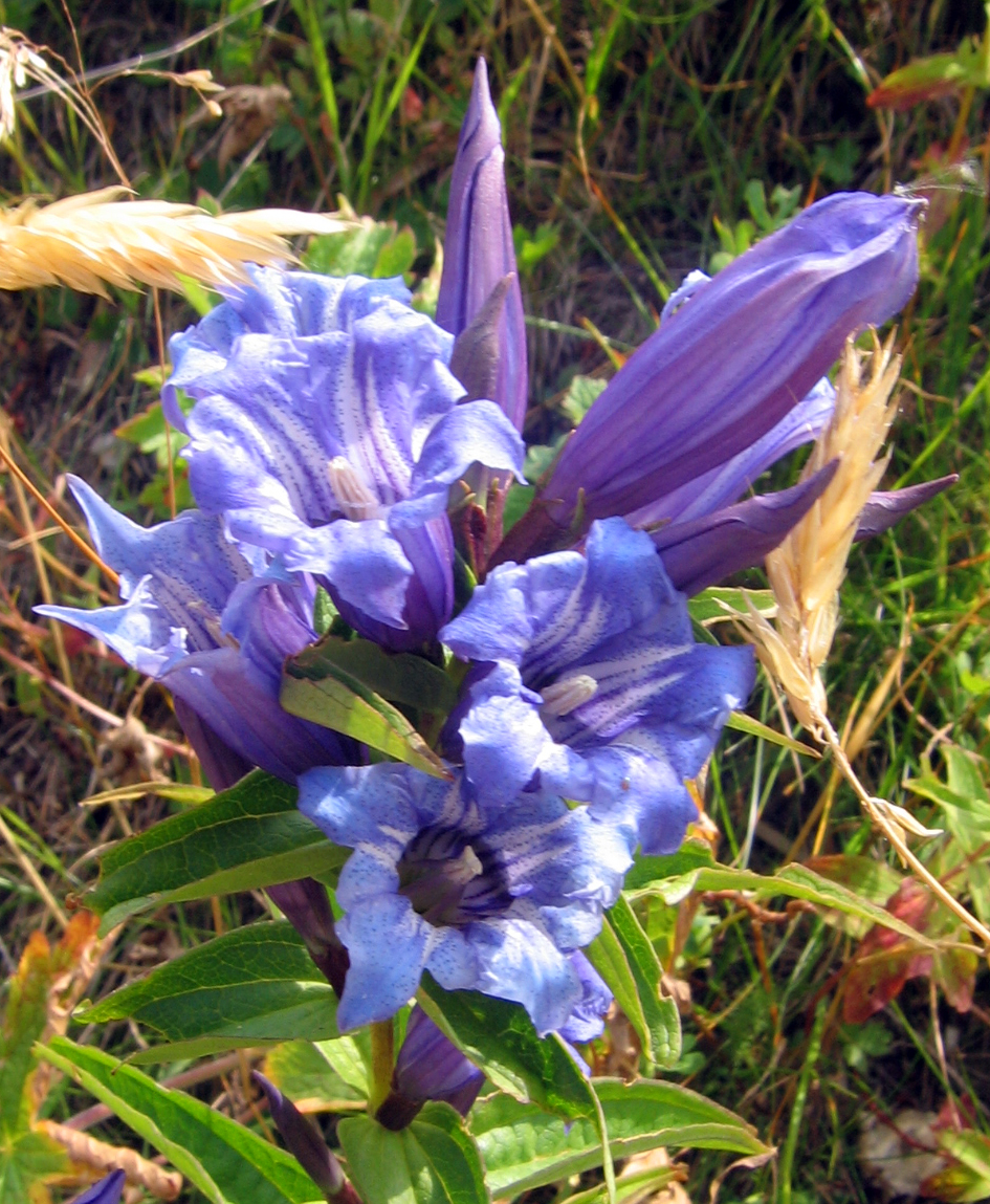 Flora i fauna Nacionalnog parka Biogradska gora