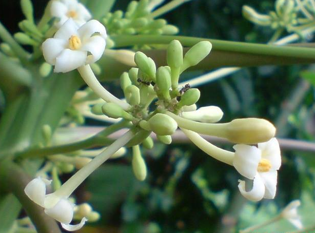 91+ Baru Jenis Bunga Pepaya, Jenis Bunga