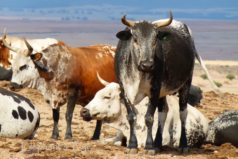 Elephant's Eye: Nguni cattle each one different