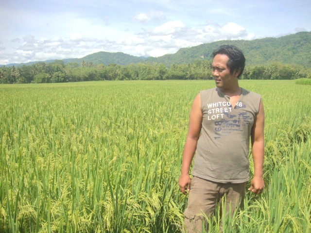 ARUNG BLO: SOP budidaya padi organik
