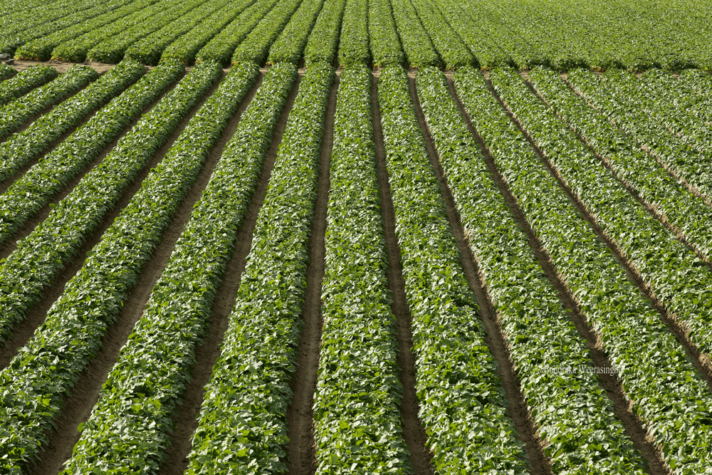 Buddhika Weerasinghe: Daikon Radish Harvest And Drying