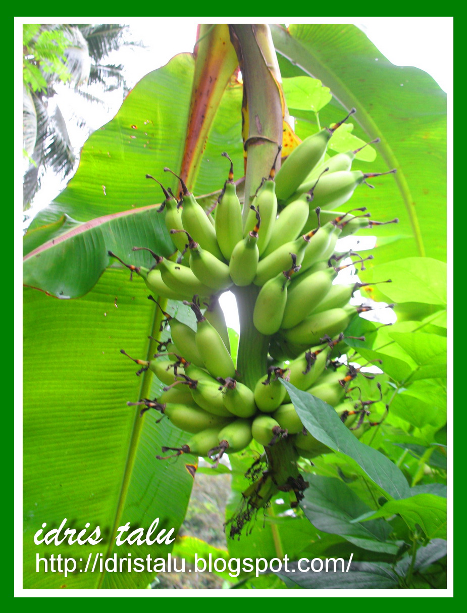 IdrisTalu: PISANG LEMAK MANIS ATAU PISANG 40 HARI