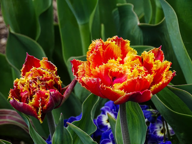 Walking Arizona: Fancy Spring Tulips