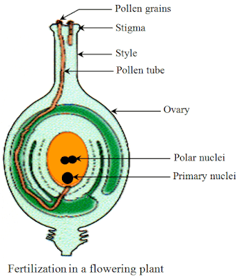 FERTILIZATION IN PLANTS