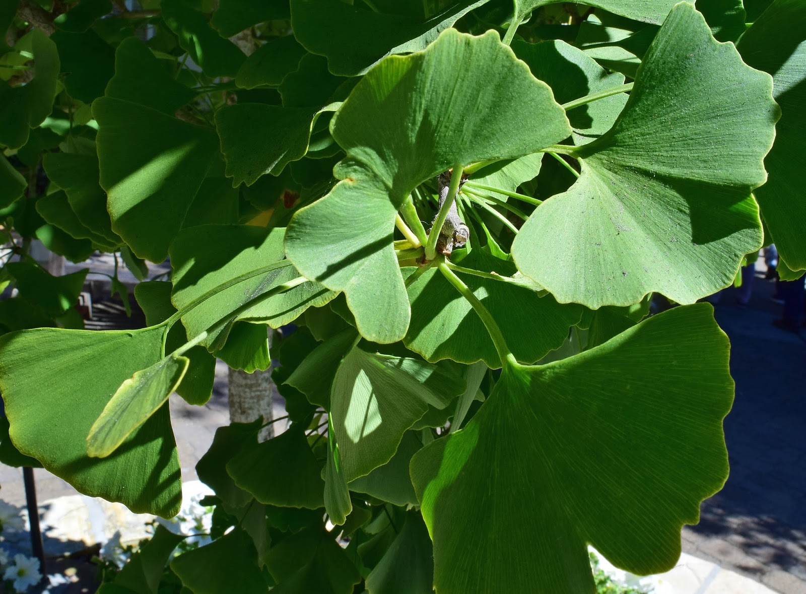 Friends of Carmel Forest Tree Tour with Dr. Matt Ritter 2016 - Carmel ...