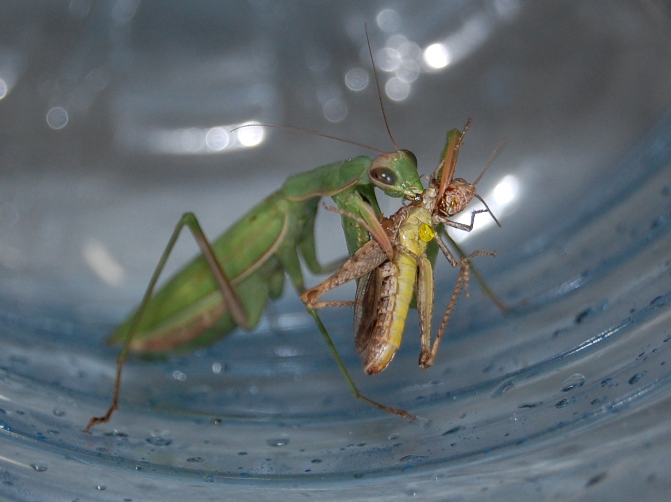 Hoinareala: Calugarita