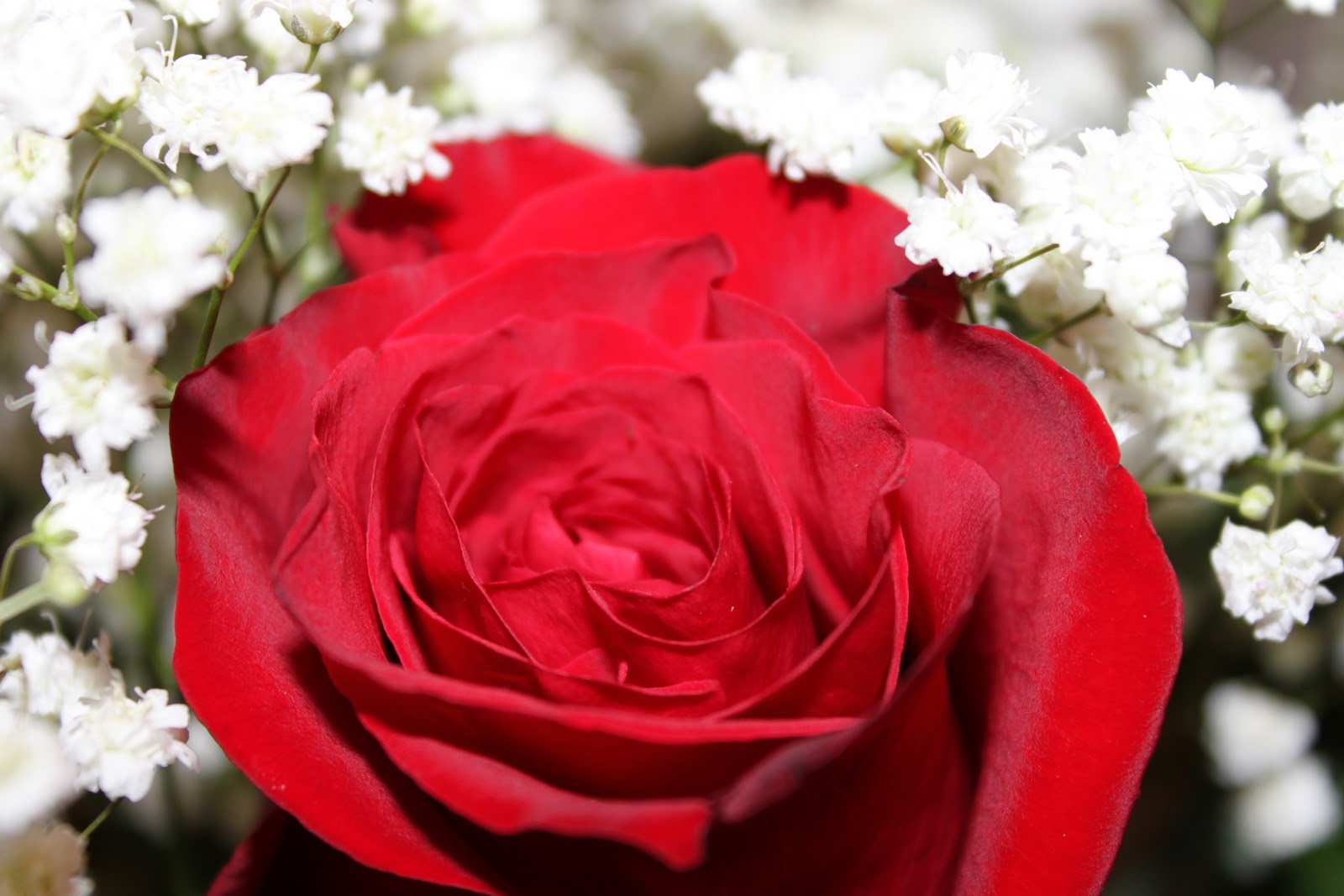 Flowers: Beautiful Flowers Roses Red