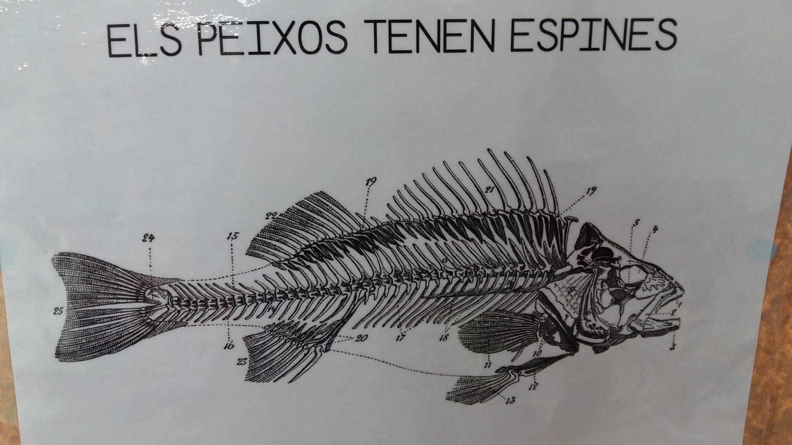 DOFINS DEL SALVAT PAPASSEIT 1r. Primària DOFINS DEL SALVAT PAPASSEIT 1r. Primària