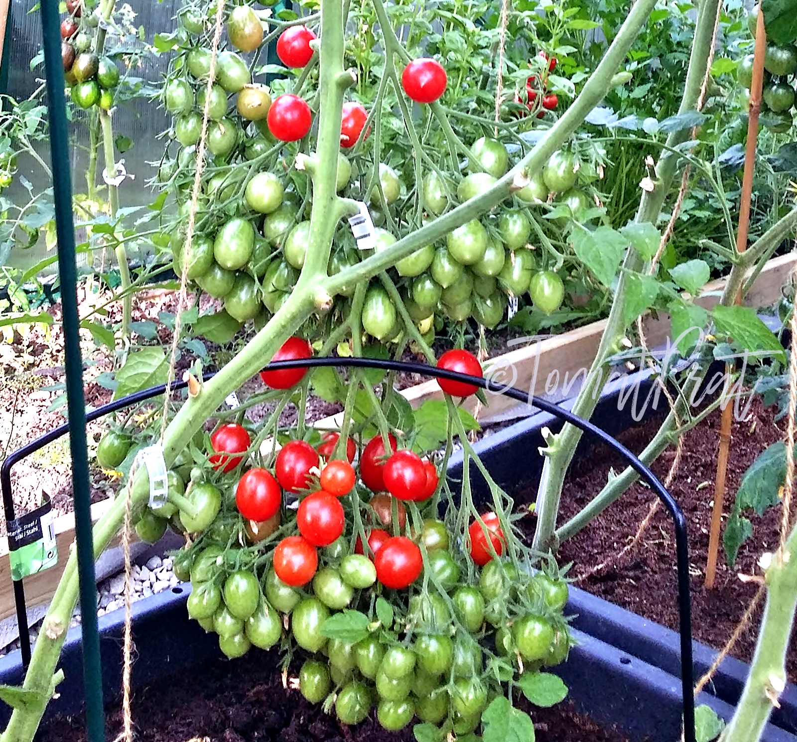 Helenes Tomater: Reverend Michael Keyes