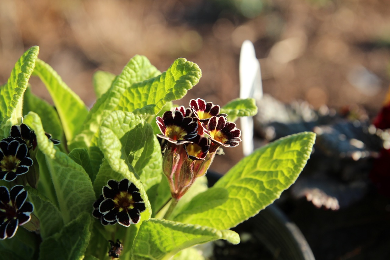Bloomingwriter: Gardening in Nova Scotia: It all starts with one...primula