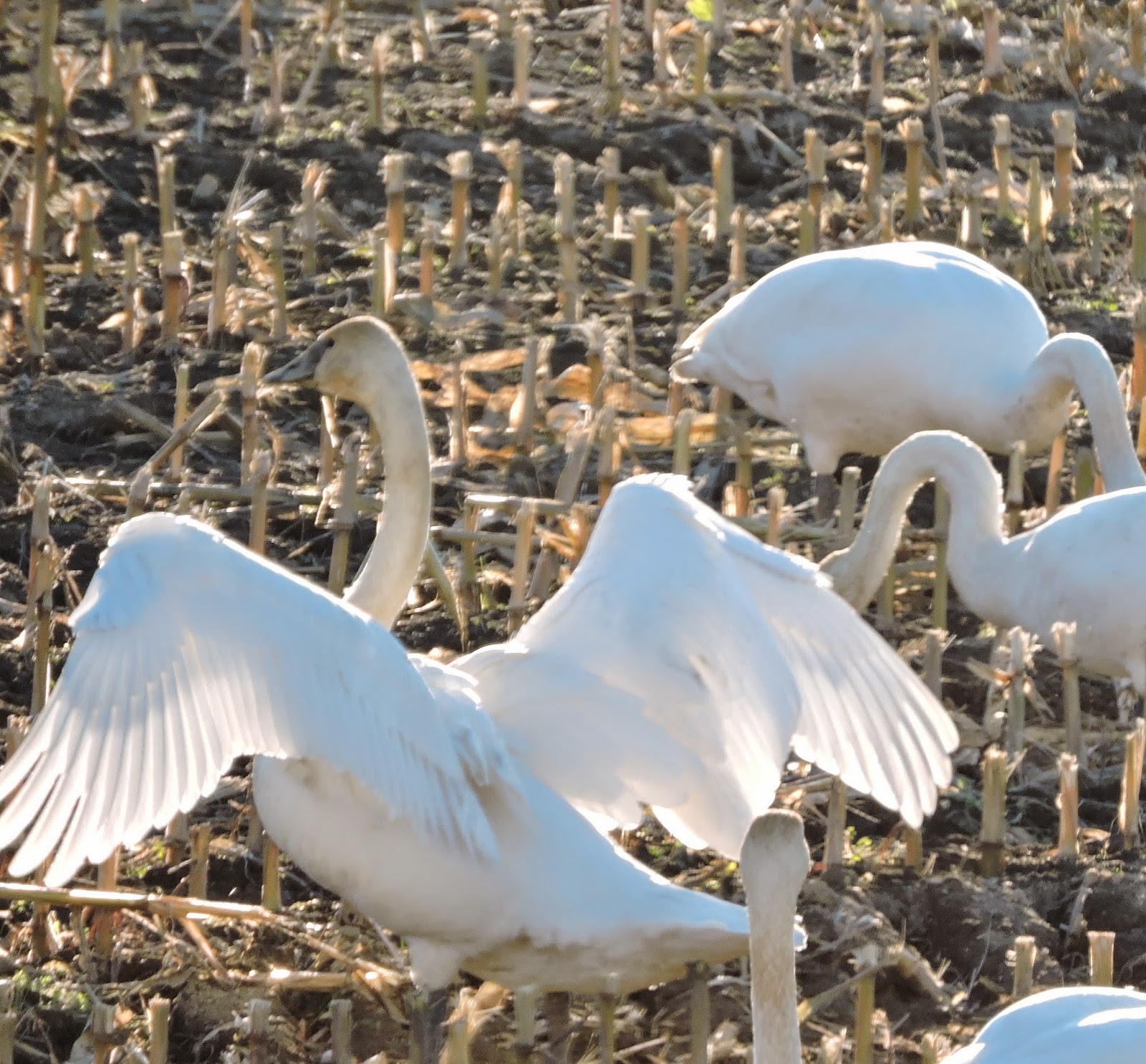 Scene Through My Eyes: Trumpeter Swans and Snow Geese