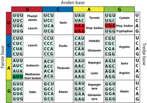 Substansi Genetika | Let's Learn Biology