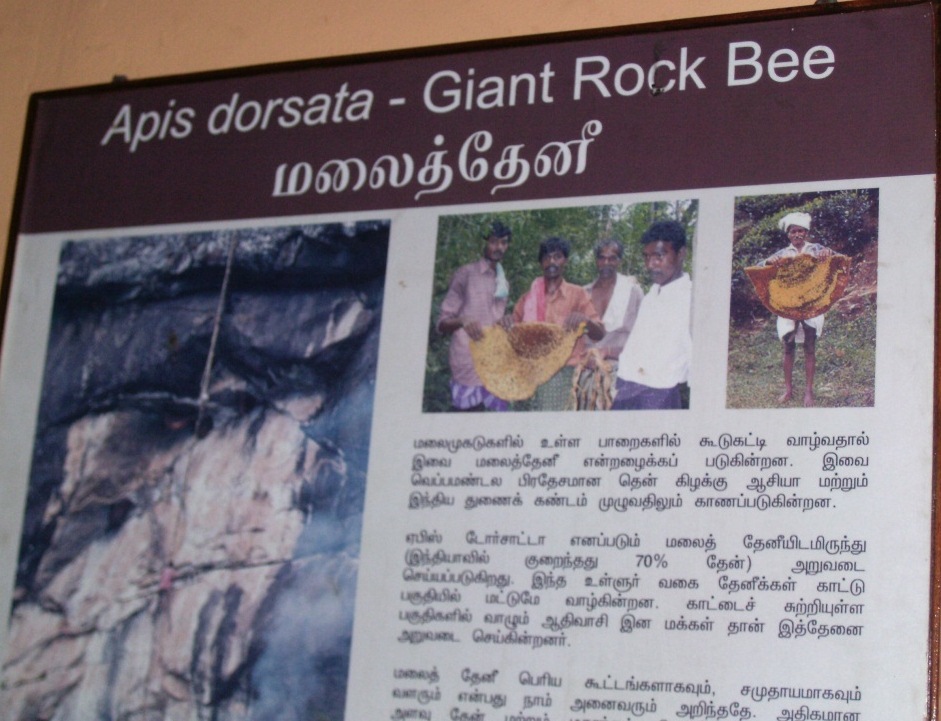 JERNANG (Daemonorops.Sp): Foto-foto Community-based Monitoring Systems ...