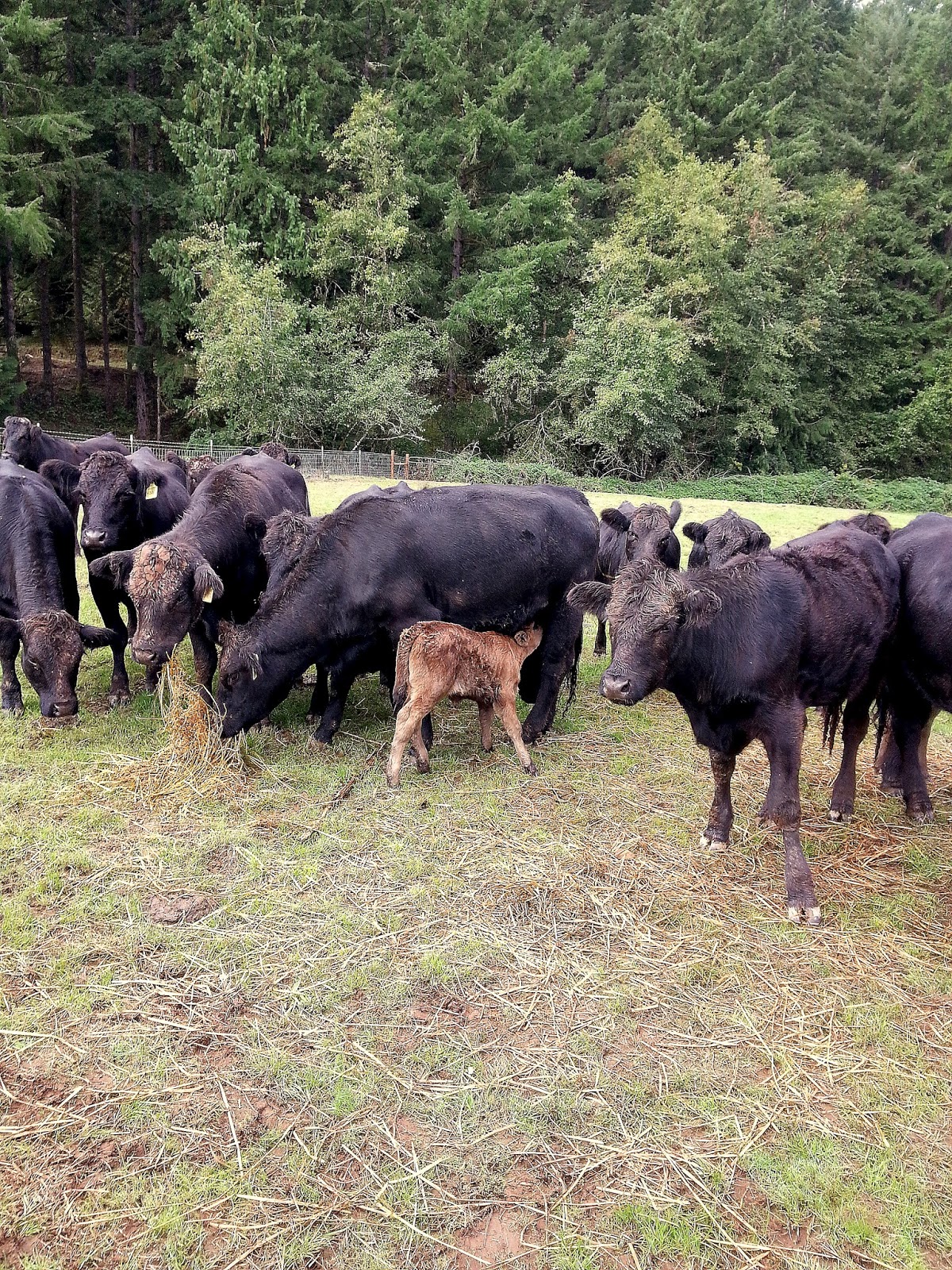 GROWING GILLS: Cow Chow....
