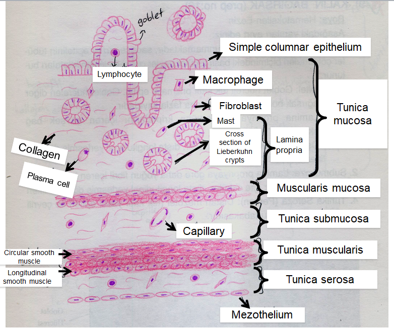 Gastrointestinal System