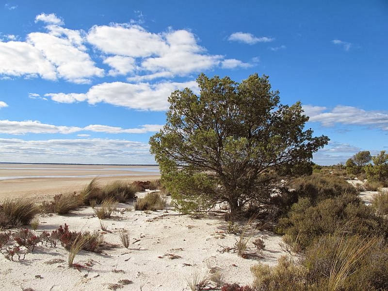 Esperance Wildflowers: Callitris columellaris - White Cypress Pine