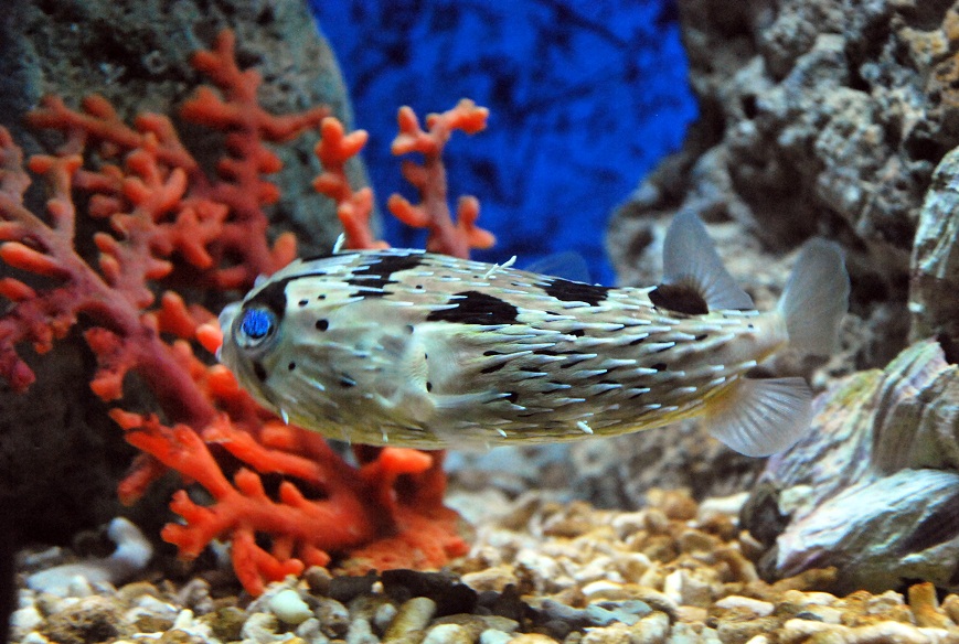 Fishes Fin: Porcupine Fish