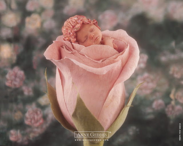 Imágenes de Bebés con Rosas de Anne Geddes. - Oh My Bebé!