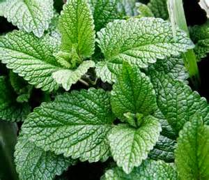 SUPPLEMENTS FOR HEALTHS: 6 Manfaat Daun Mint Untuk Kesehatan