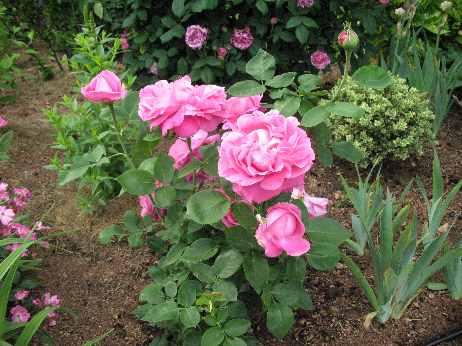 Roses du jardin Chêneland: Rosier "Paul Neyron"